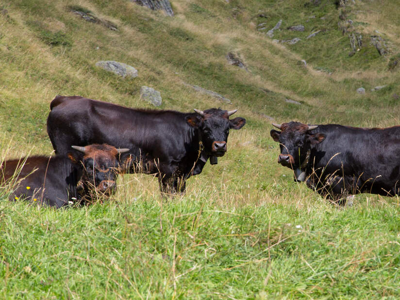 kalb - Wissenswertes zum Thema Kalbfleisch